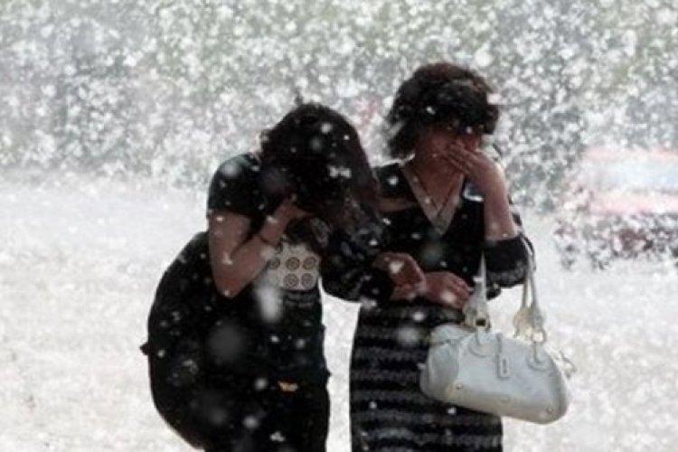 Curse of the Catkins: A Brief History of Beijing's Blinding White Fluff ...