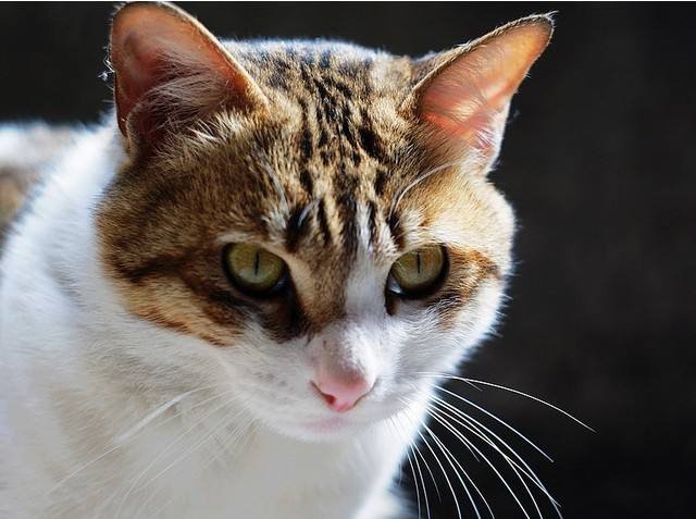 Mandarin Monday: Roaring Iron? Foot Long Jade? How Ancient Chinese ...